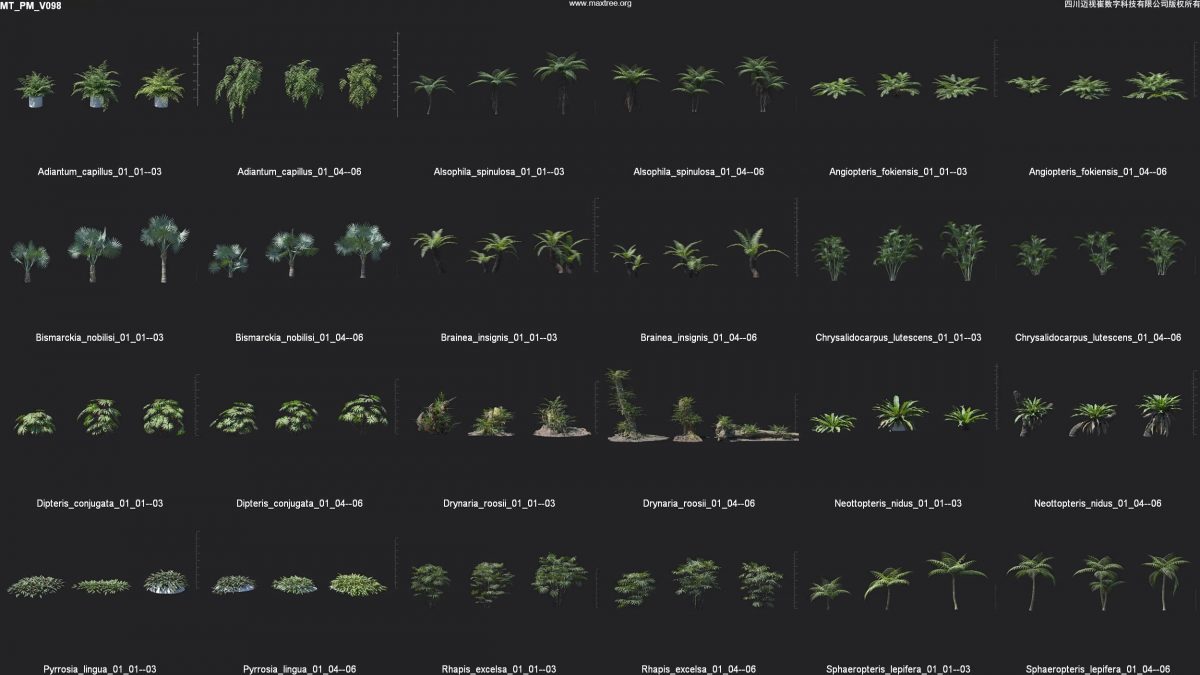 TREE ASSETS VOL 98( Cây lá cọ , nhiệt đới) – Enscape DatHouzz