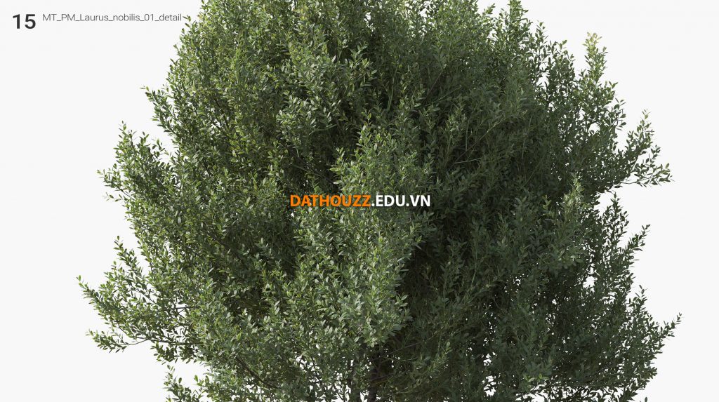 TREE ASSETS VOL 25 – Enscape DatHouzz